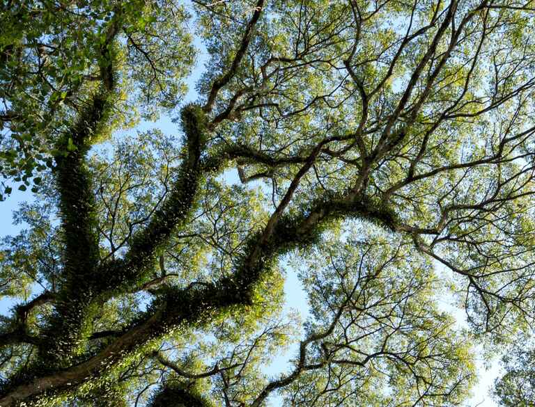 Example: ARIS Branching Scenario | Missouri Online: Teaching