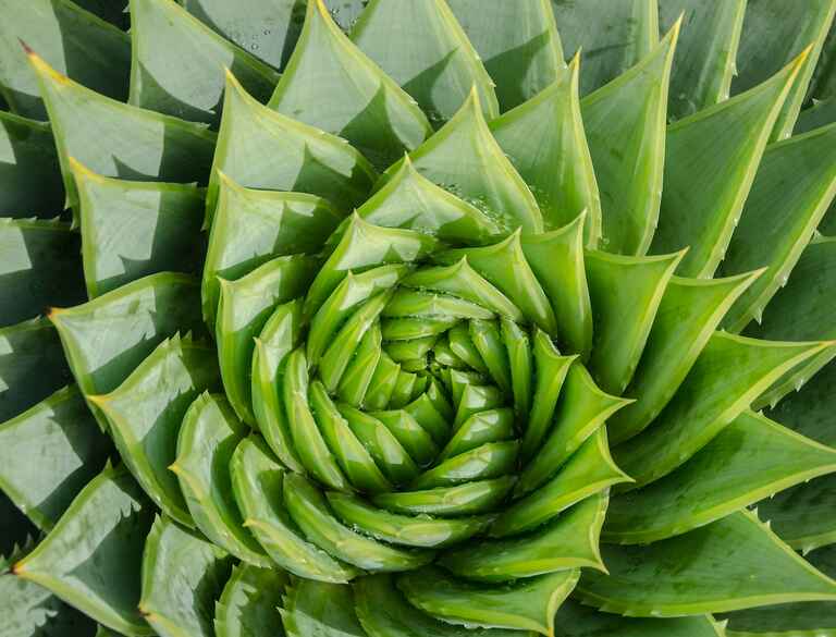 Example: Fibonacci Sequence Video | Missouri Online: Teaching